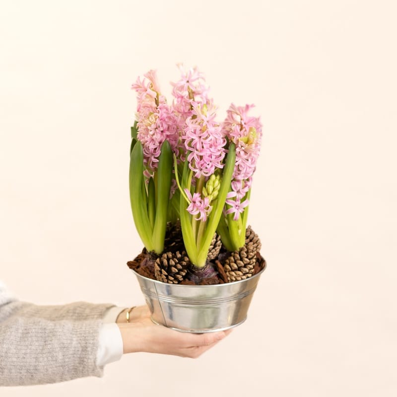 Signification de la Jacinthe : messages transmis par ses couleurs