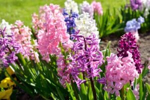 Signification de la Jacinthe : messages transmis par ses couleurs