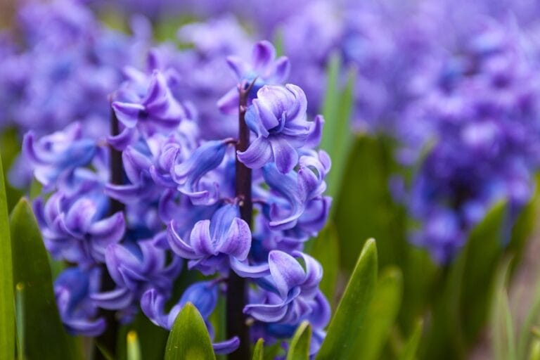 Signification de la Jacinthe : messages transmis par ses couleurs