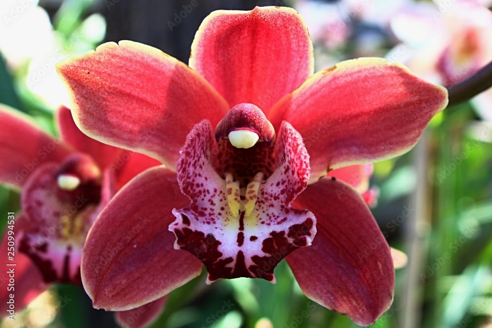 Orchidées en souffrance ? Découvrez cette méthode naturelle surprenante ...