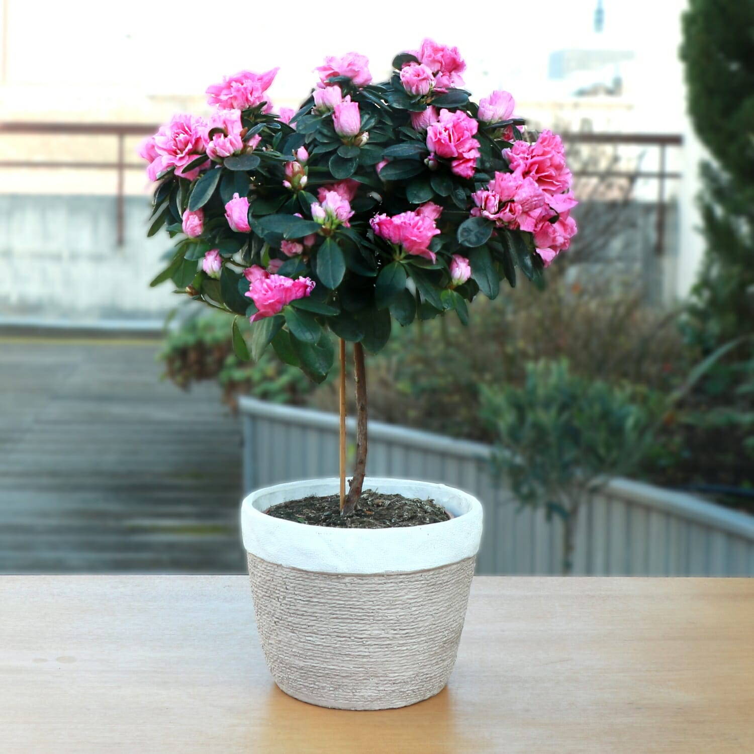 Azalée : conseils culture, entretien, floraison et taille | Interflora