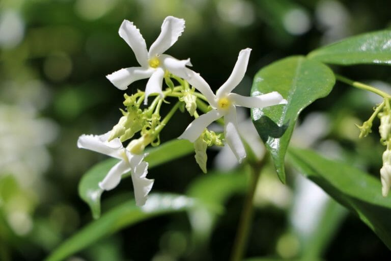 Comment entretenir le Jasmin Polyanthum au jardin ? | Interflora