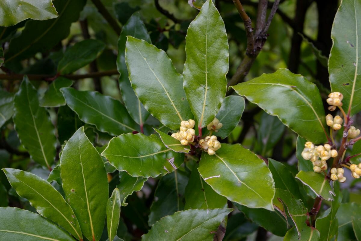 Laurier : quelle variété choisir pour son jardin ? | Interflora