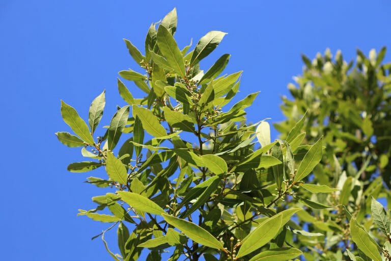 Laurier : quelle variété choisir pour son jardin ? | Interflora