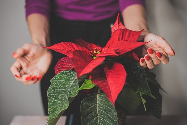Pourquoi Mon Poinsettia Perd Ses Feuilles