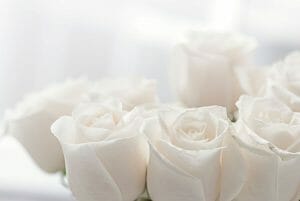 Rose blanche : signification dans le langage des fleurs | Interflora