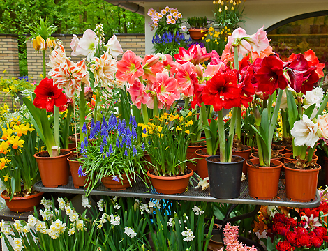 Fleuristes à Trappes : livraison de fleurs à Trappes (78) | Interflora